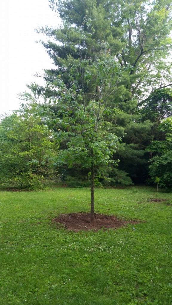 crown-dieback-red-sunset | Night Owl's Garden